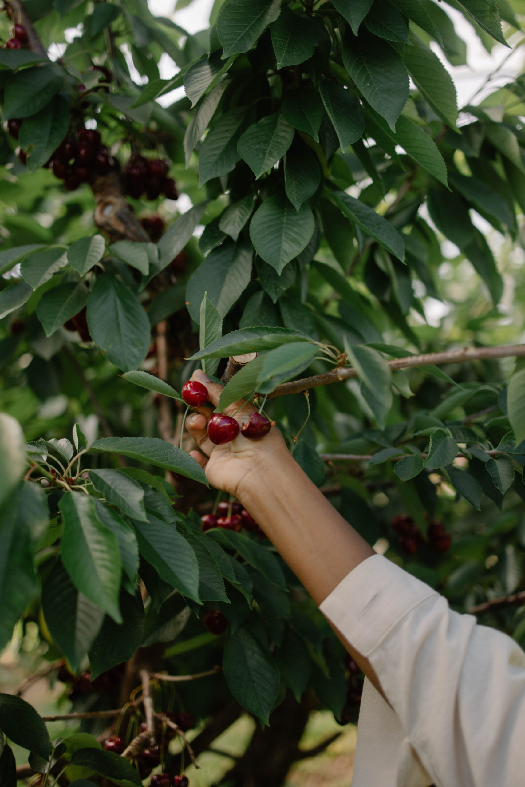 Mommy and Me: Strawberry + Cherry Picking – Miss Enocha